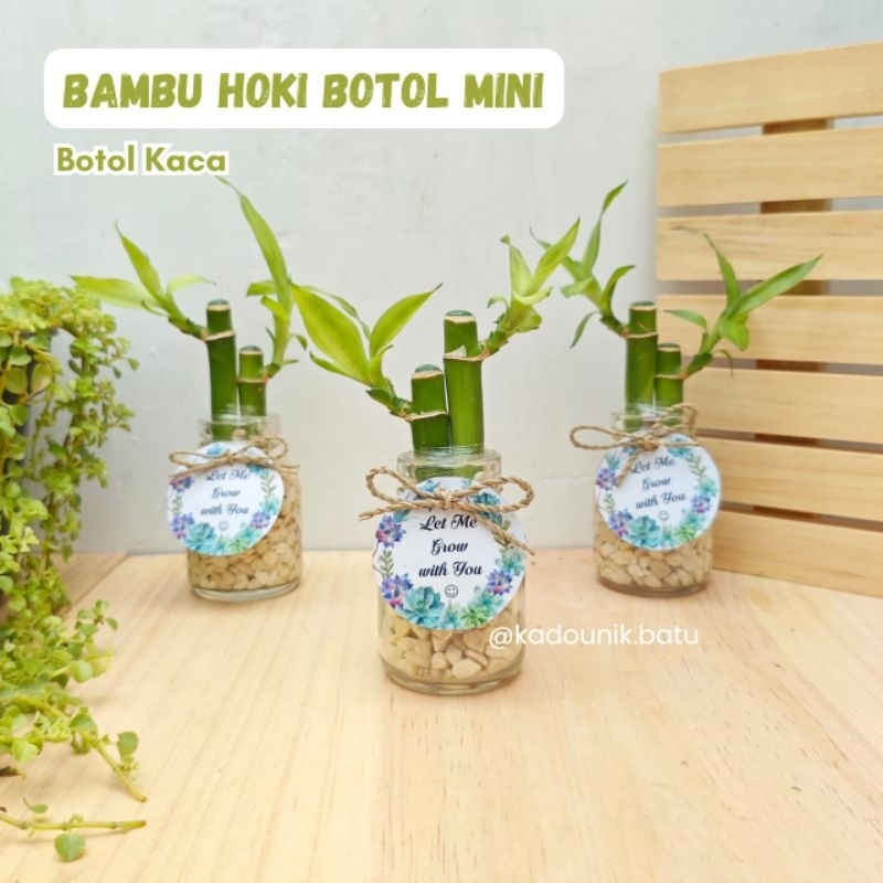 Jual BAMBU HOKI BOTOL Lengkap Dengan Batu Hias | Shopee Indonesia