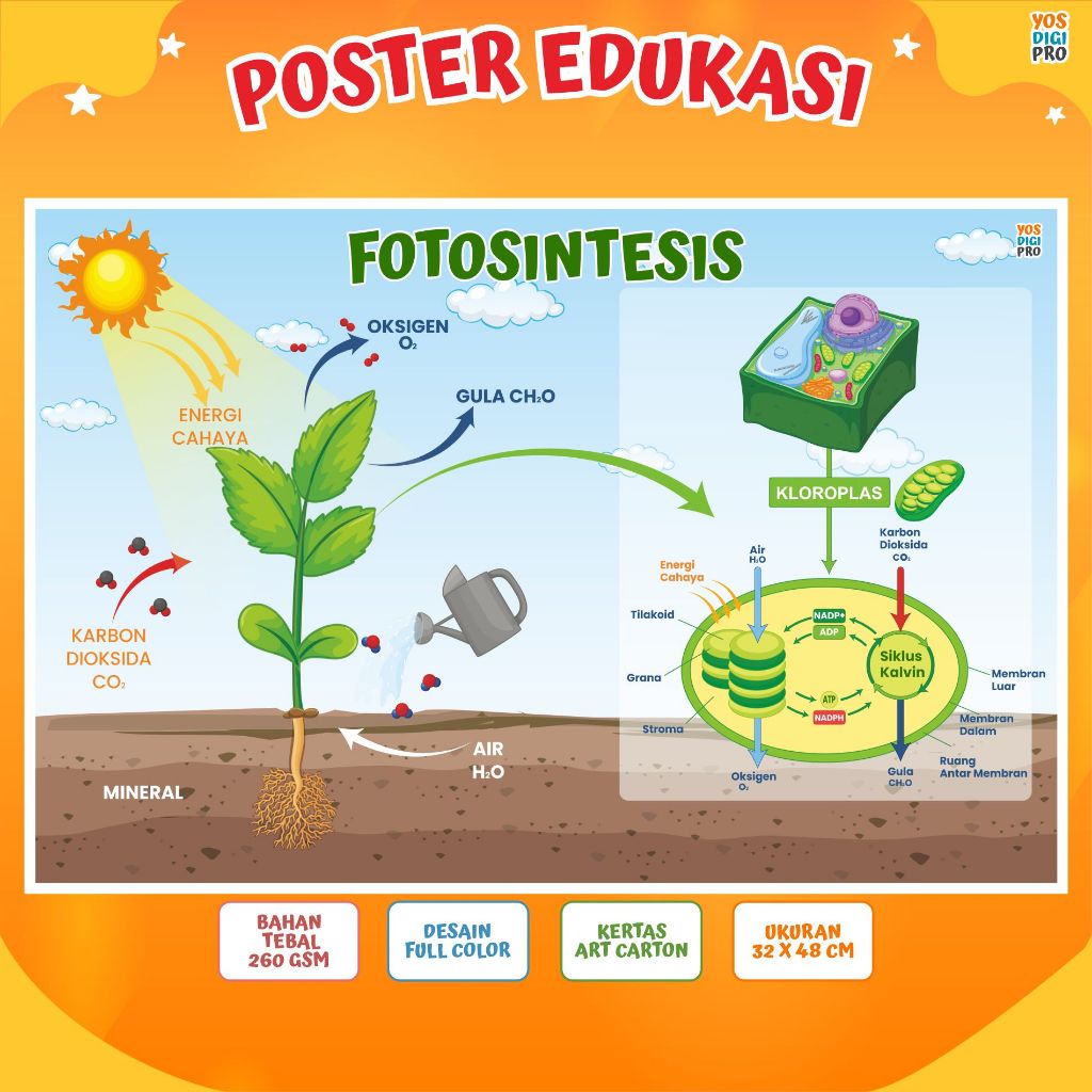 Jual Poster Fotosintesis Untuk Edukasi Anak Usia Dini, TK, SD, SMP ...