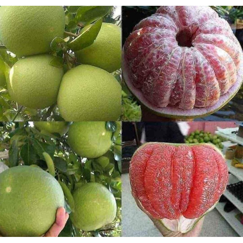 Jual Jeruk Bali 1 biji Jumbo ( bisa request di kupas ) | Shopee Indonesia