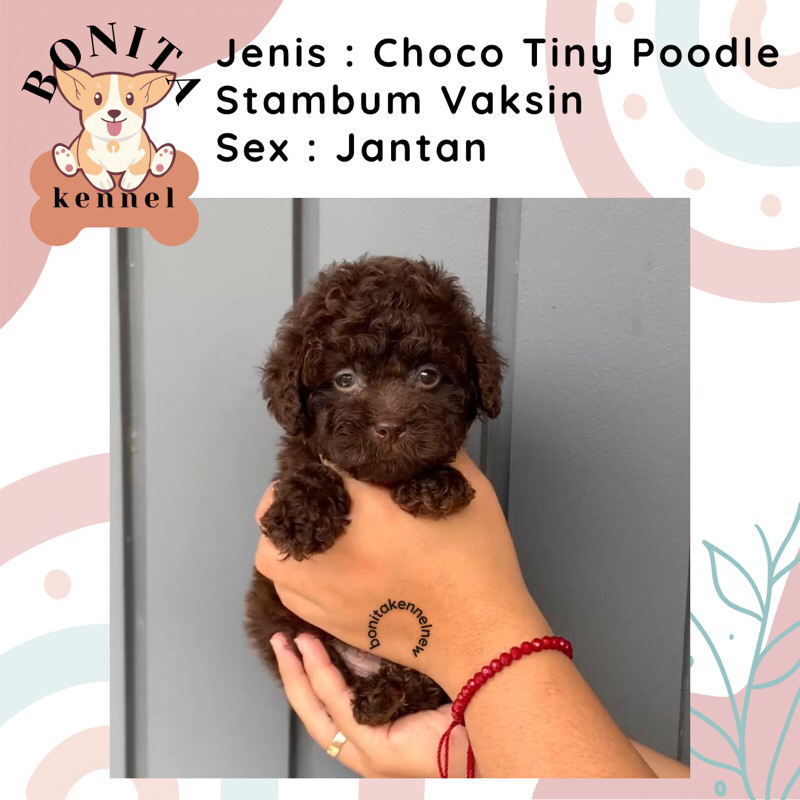 Jual Choco Toy Tiny Tea Cup Poodle Stambum Light Fawn Toy Poodle Red ...