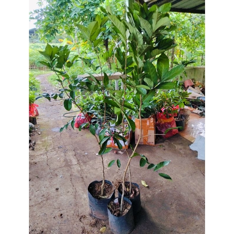 Jual Pohon rambutan rapiah tinggi 2 meter siap buah ready stock ...