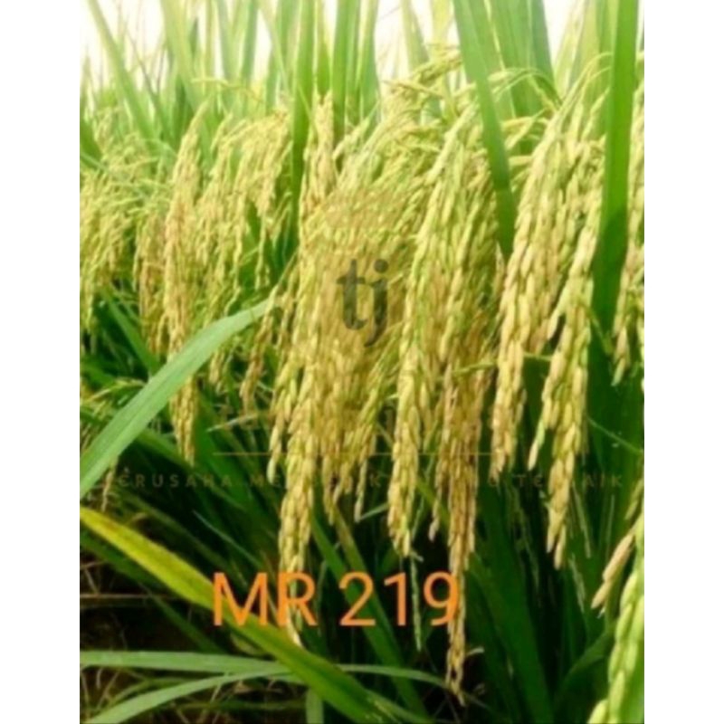 Jual Benih padi MR219 orijinal super jumbo kemasan kemasan per 1 kg ...