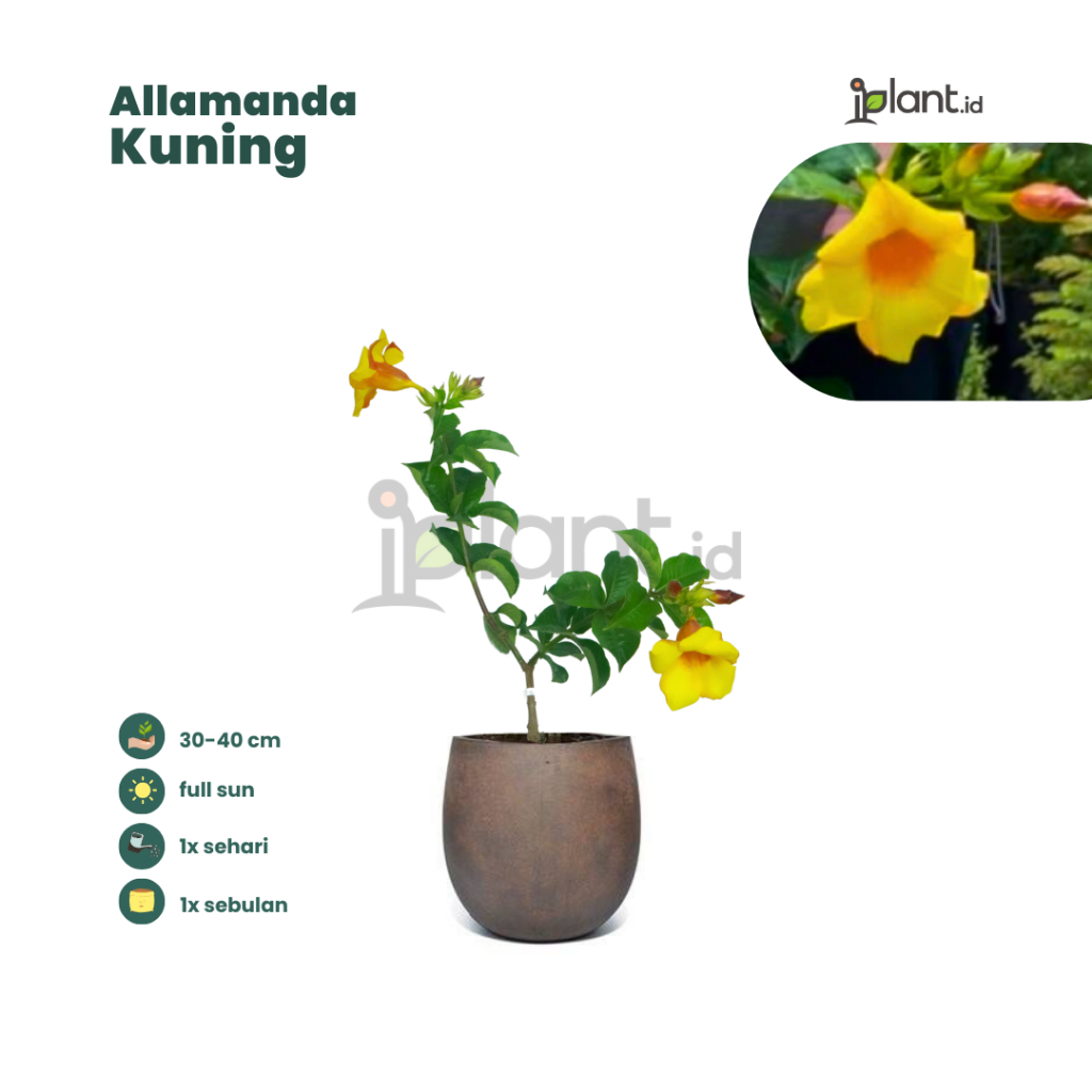 Jual Allamanda Kuning | Shopee Indonesia