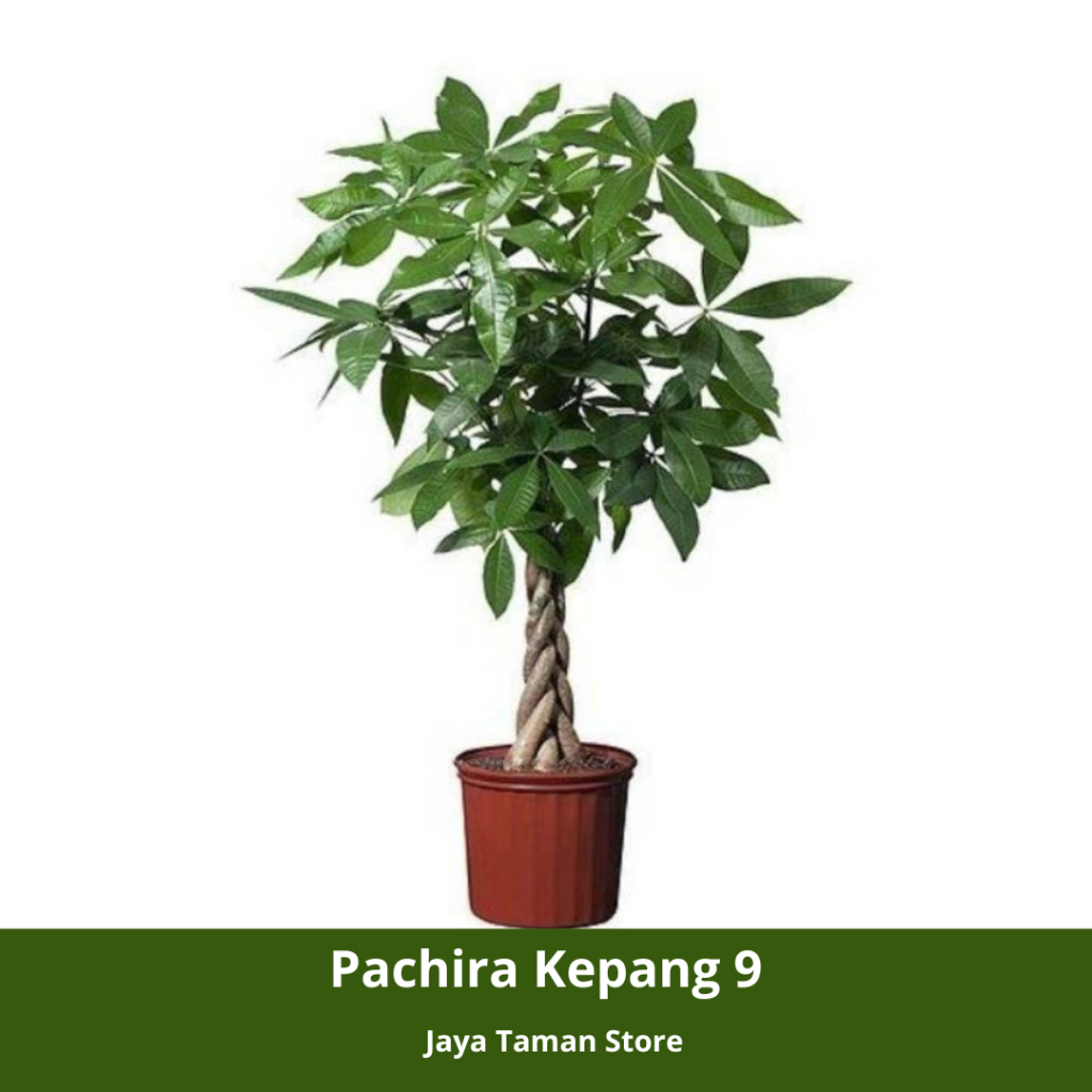 Jual Promo Murah COD!!! Tanaman Hias Pachira Kepang 9 - Money Tree ...