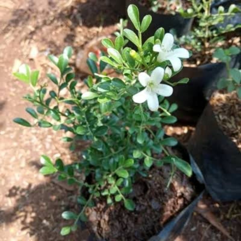 Jual Tanaman Bunga Kemuning Jepang Murraya paniculata Kemuning Bunga ...