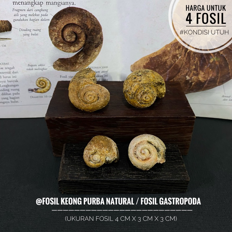 Jual Fosil Keong Purba Natural B79 atau Fosil Kol Buntet atau Fossil Gastropoda atau Fosil ...