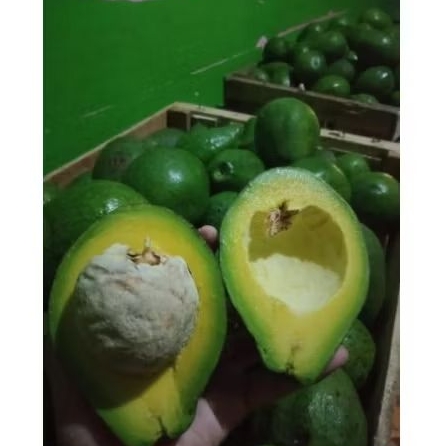 Jual Alpukat Mentega 1 Kg | Shopee Indonesia