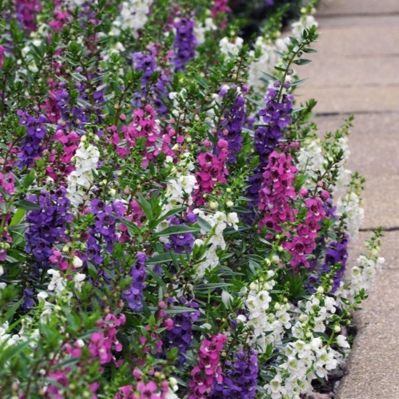 Jual Tanaman Bunga Lavender Angelonia / Angelonia Angustifolia Plant ...