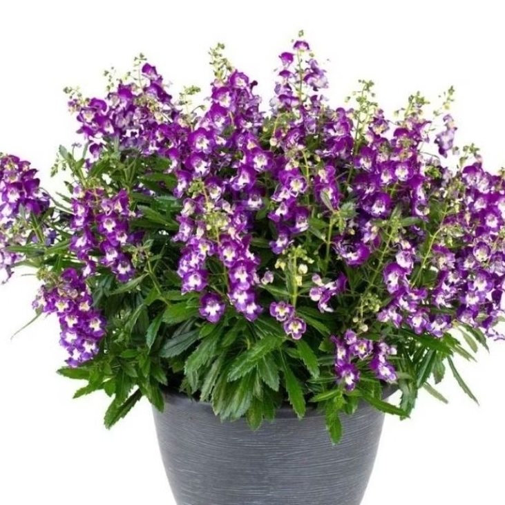 Jual Tanaman Lavender Angelonia / Bunga Lavender Angelonia / Angelonia ...
