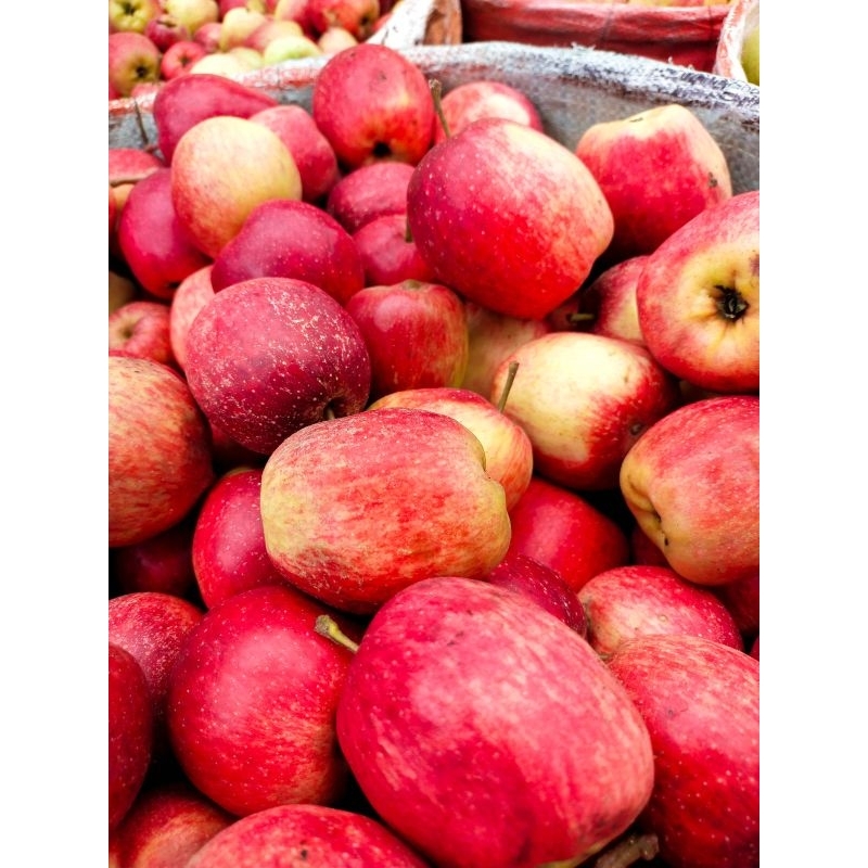 Jual Apel malang jenis ana (rasa asam manis) | Shopee Indonesia