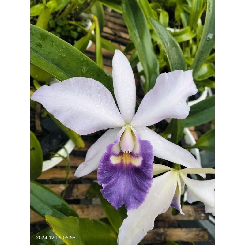 Jual Cattleya Mishima Elf Blue | Shopee Indonesia