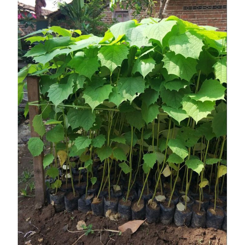 Jual bibit jati belanda / tanaman jati belanda / bibit tanaman jati ...