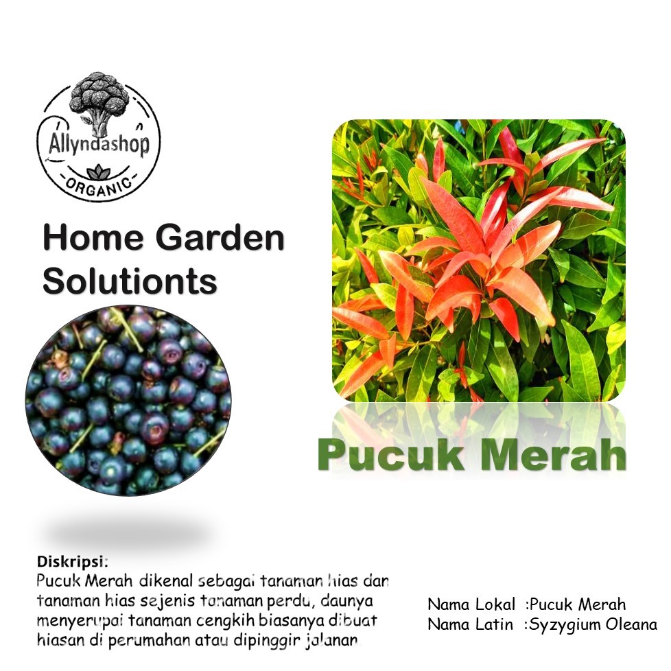 Jual 30 Biji - Bibit Benih Tanaman Pucuk Merah Syzygium myrtifolium ...
