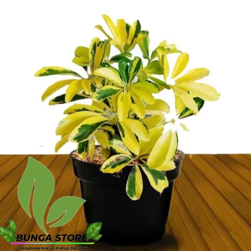 Jual ( BISA COD ) Tanaman Hias Walisongo Kuning Pohon Wali Songo Golden ...