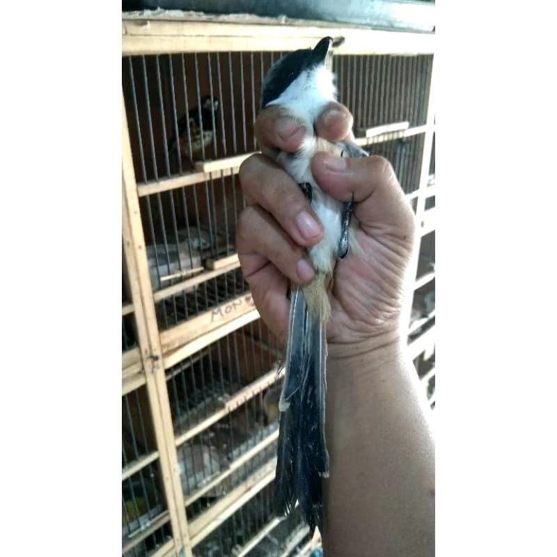 Jual PENTET JAWA MULUS | Shopee Indonesia