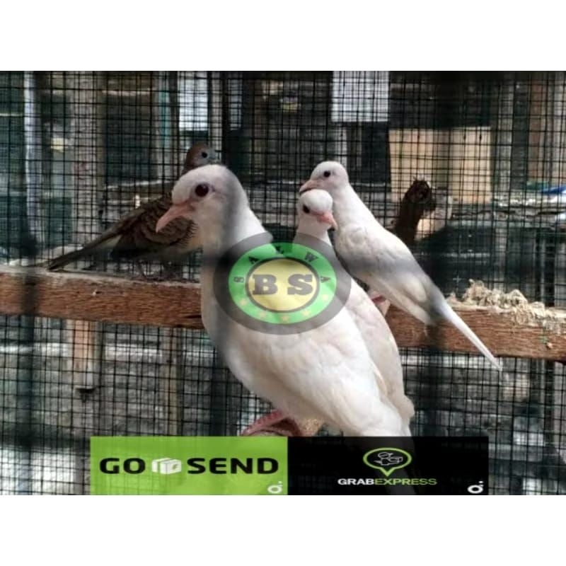 Jual PERKUTUT PUTIH MATA MERAH | Shopee Indonesia