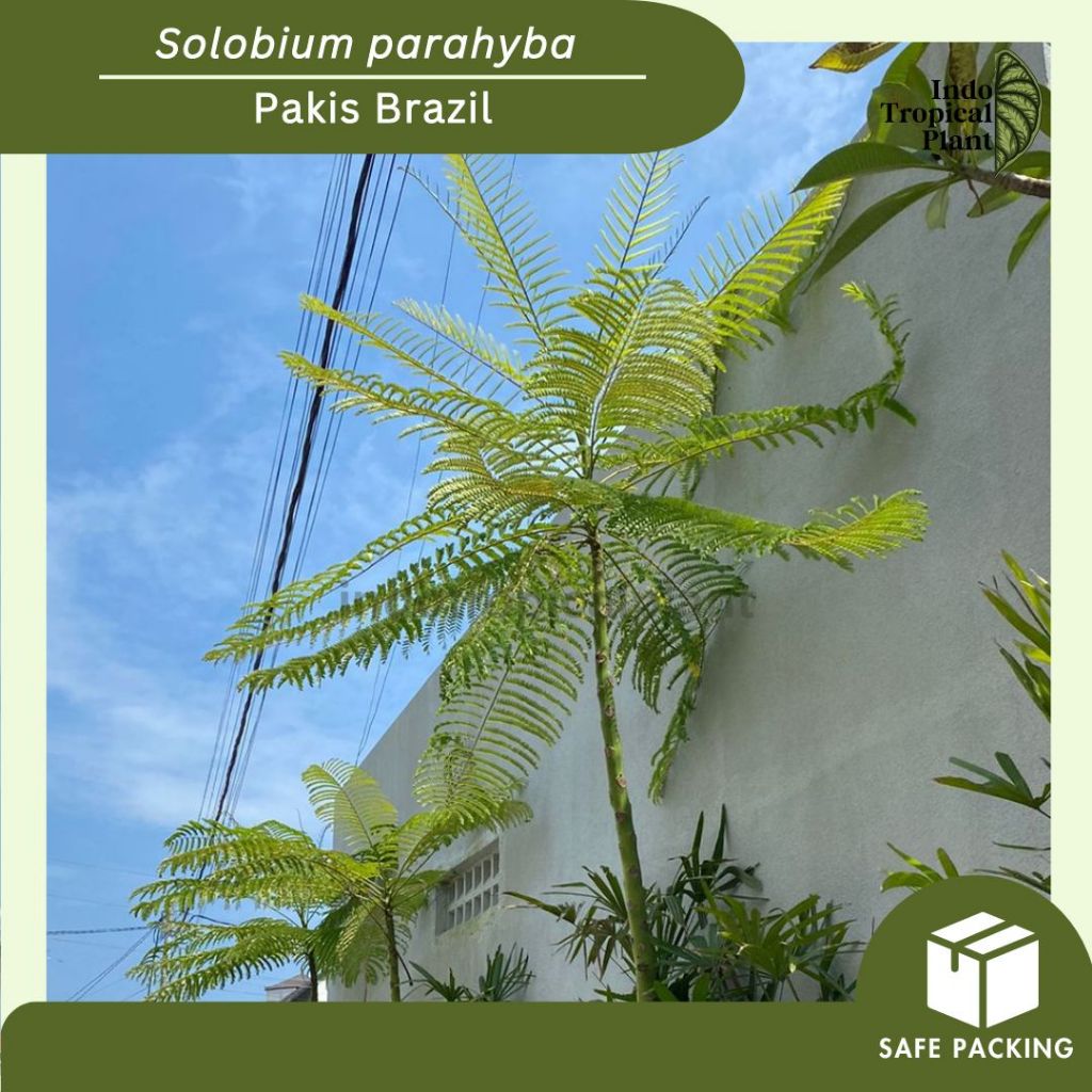 Jual Tanaman Hias Pakis Brazil / Solobium parahyba / Hiasan Taman ...