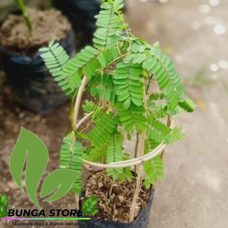Jual ( BISA COD ) Pohon Daun Saga Bibit Tanaman Obat Daun Saga Pohon ...
