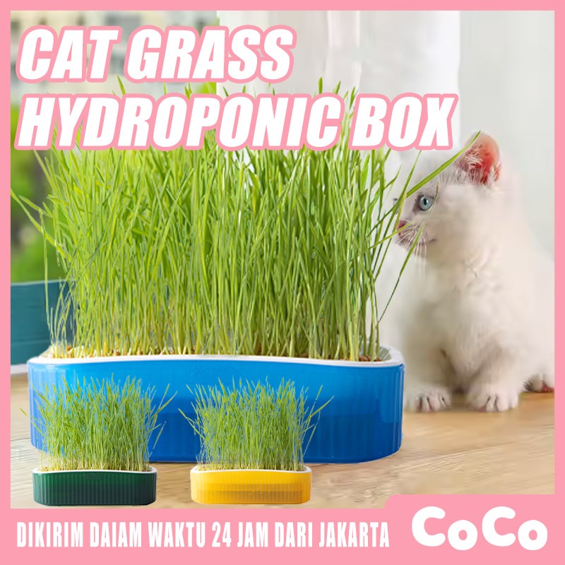 Jual Free 80G Seed Pot Rumput Kucing Wadah Tanam Benih Gandum ...