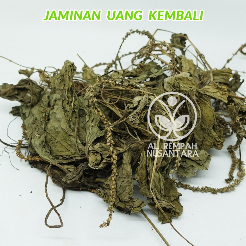 Jual Daun Sendok 500gr Kering atau Ki Urat Asli dan Organik | Shopee ...