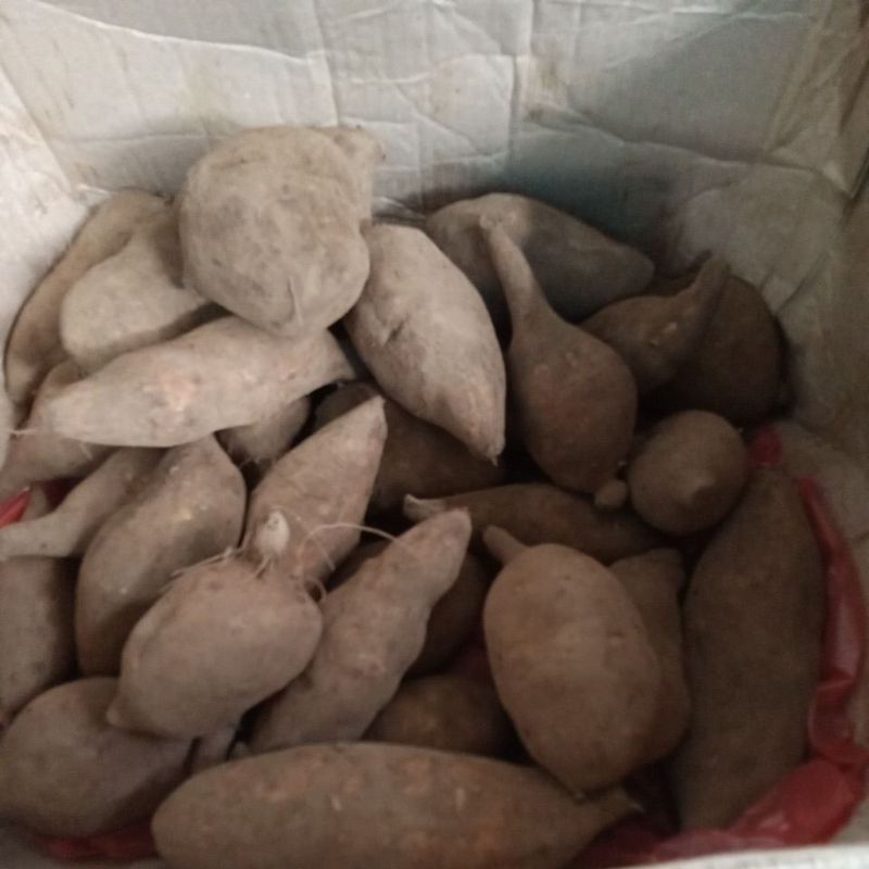 Jual UBI YACON / UBI YAKON / UBI SIAP MAKAN TANPA PERLU DIMASAK ...