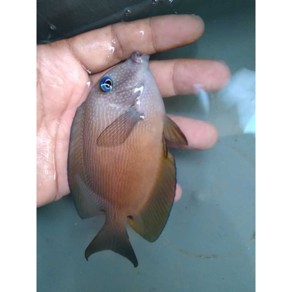 Jual Botana Coklat Mata Biru - Blue Eye Bristletooth Tang | Shopee ...