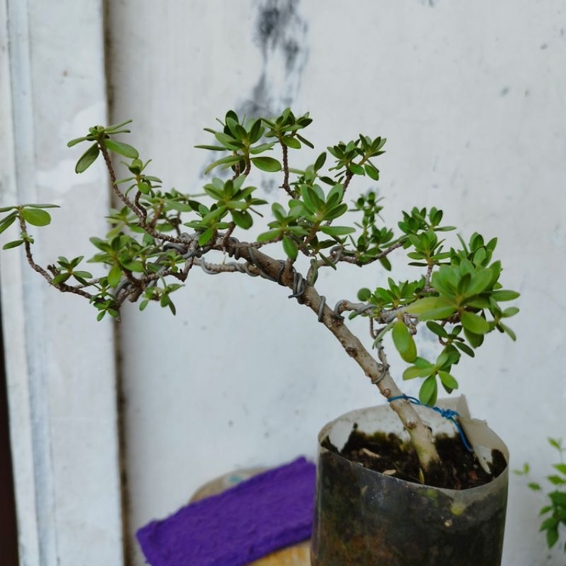Jual Bonsai Santigi | Shopee Indonesia