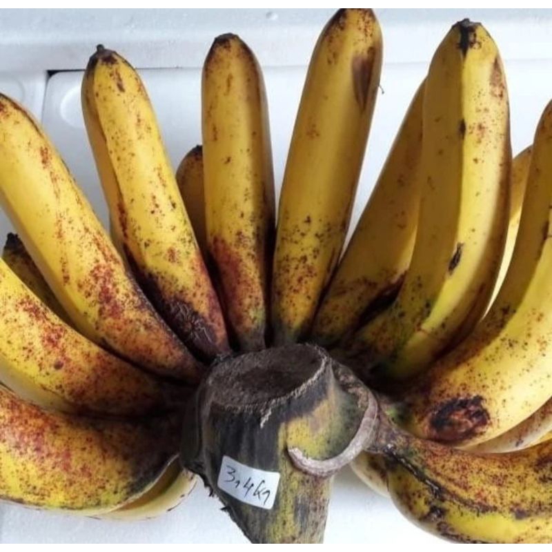 Jual Bibit Buah Pisang Barangan Merah Medan Jenis Buah Jumbo Original ...