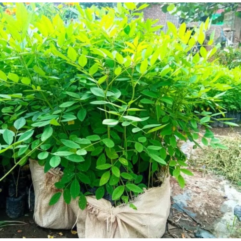 Jual 20 Biji Benih Indigofera Pakan Ternak | Shopee Indonesia