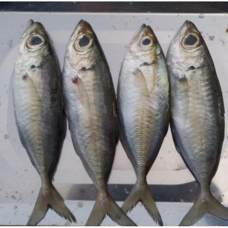 Jual Ikan Kembung bentong/mata belo | Shopee Indonesia