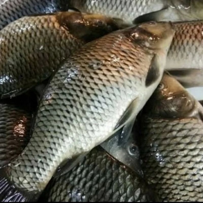 Jual Ikan Mas Hidup | Shopee Indonesia