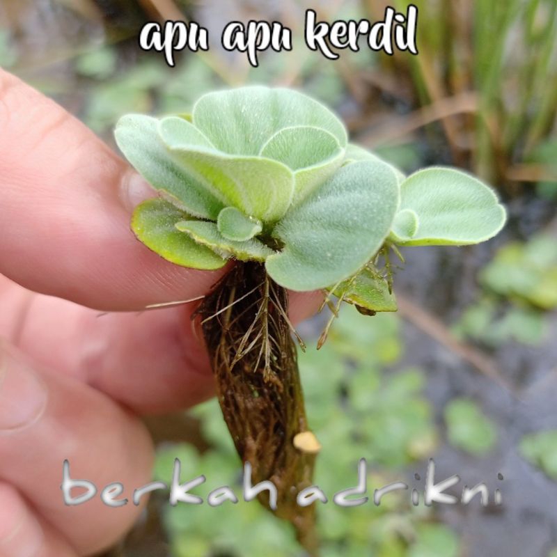 Jual apu apu mini kerdil tanaman air aquascape | Shopee Indonesia