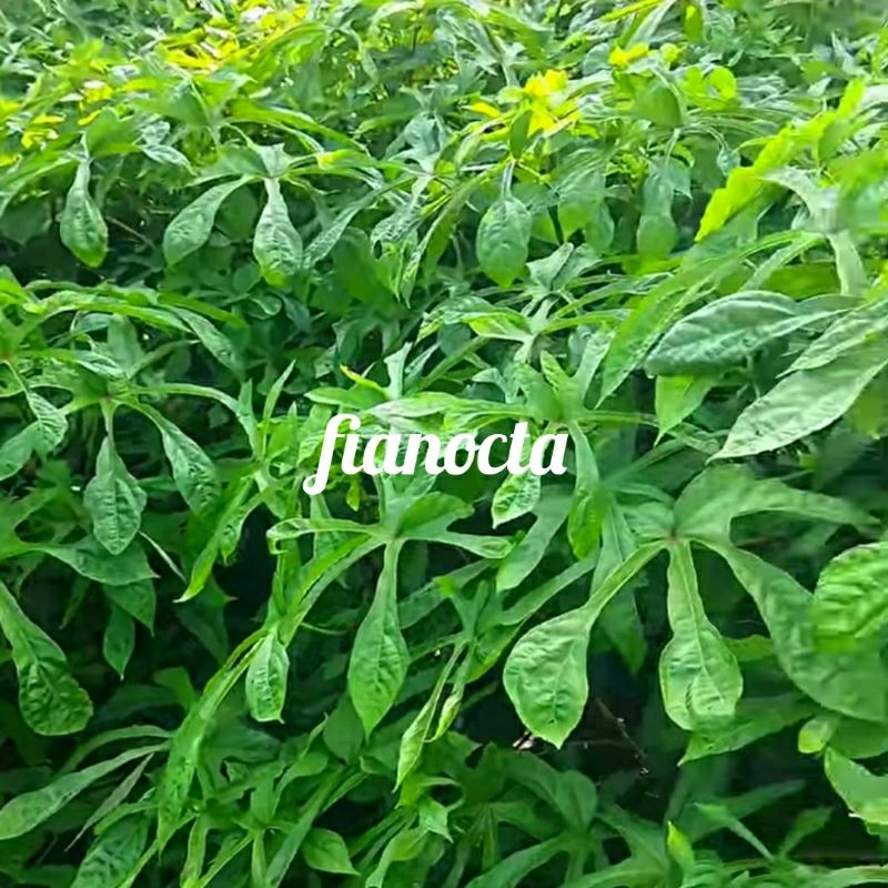Jual SINGKONG PAPUA / DAUN GEDI MERAH | Shopee Indonesia