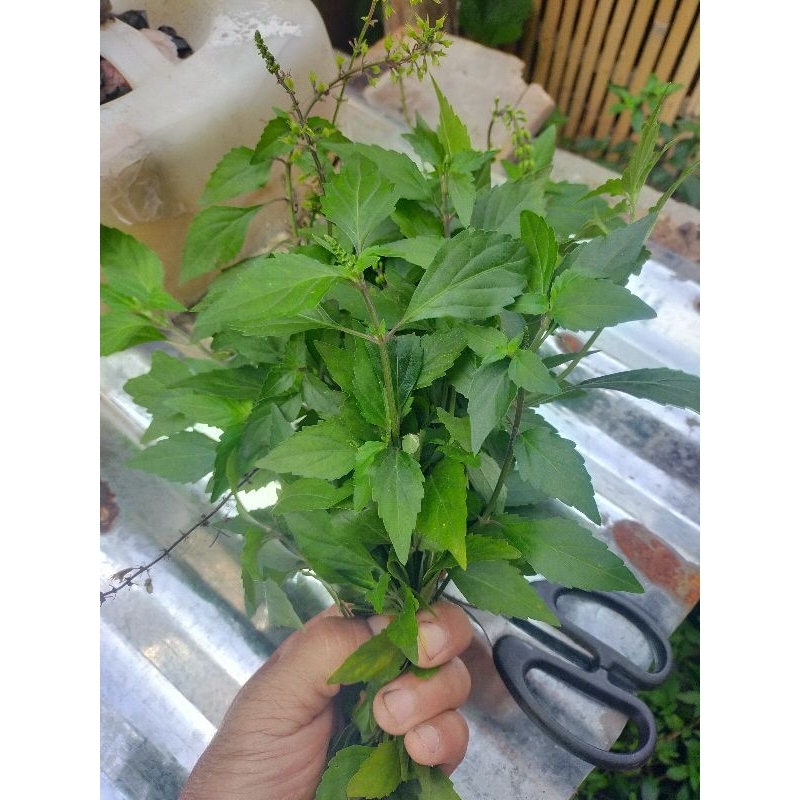 Jual Daun Kumis Kucing 250 Gram | Shopee Indonesia