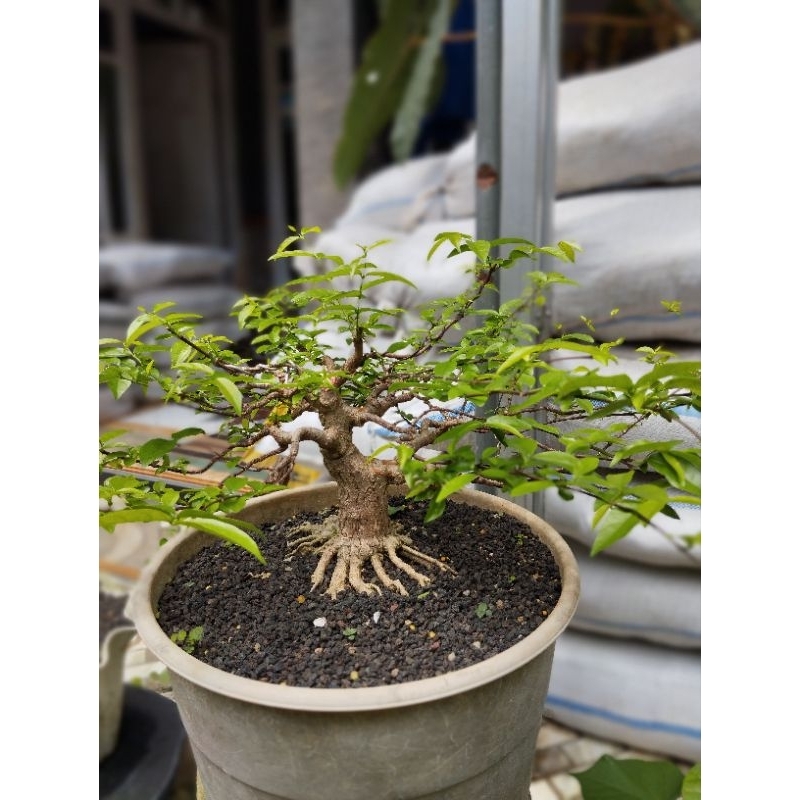Jual bonsai anting putri bonsai program akar | Shopee Indonesia