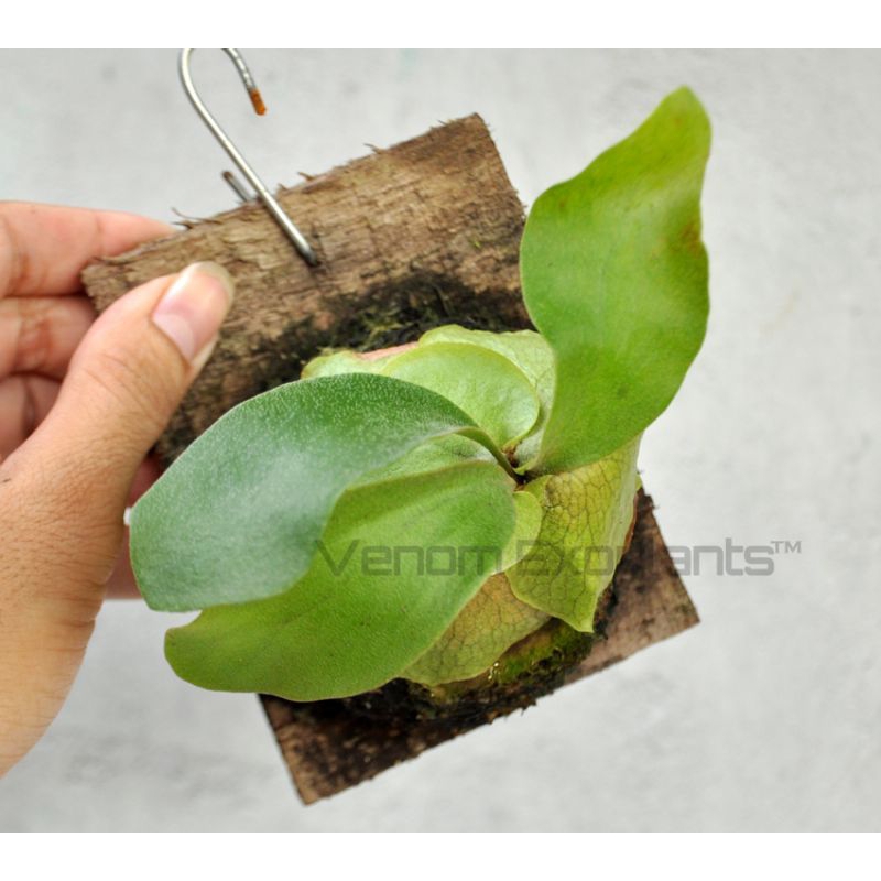 Jual VE1353 Platycerium hillii Panama tanaman pakis paku fern kadaka ...