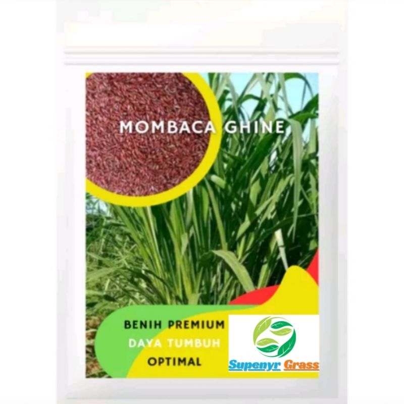 Jual Benih Rumput Grass Seed Mombaca F1 Ghine Panicum Maximum Kemasan ...