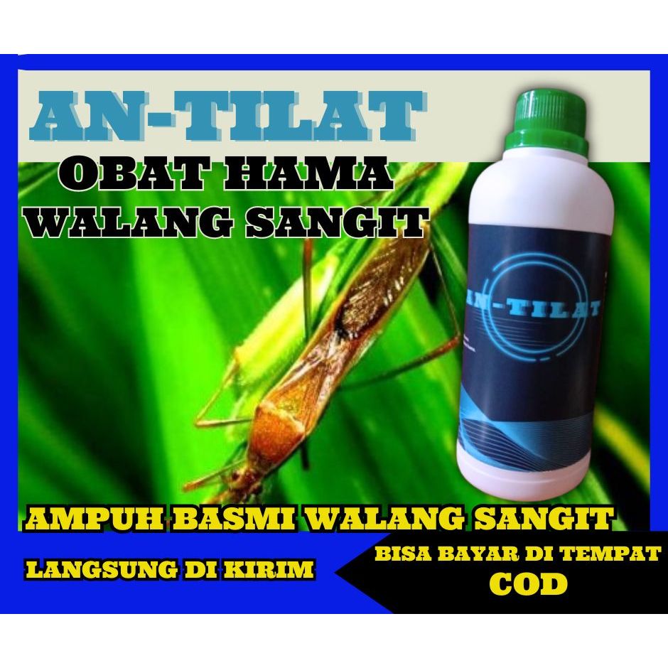 Jual pestisida antilat obat hama walang sangit, wereng pada tanaman ...