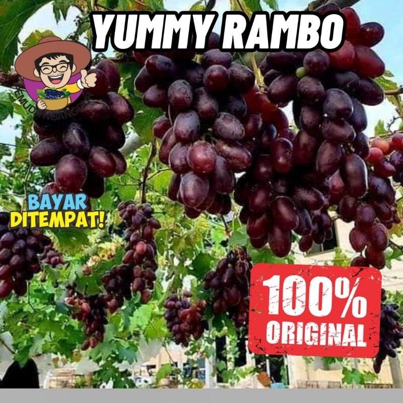 Jual Bibit Anggur YUMMY REMBO Thailand Hitam Besar Manis PEMUDA ...