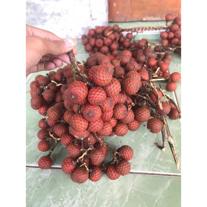 Jual Buah rotan/biji rotan kualitas terbaik 500g | Shopee Indonesia
