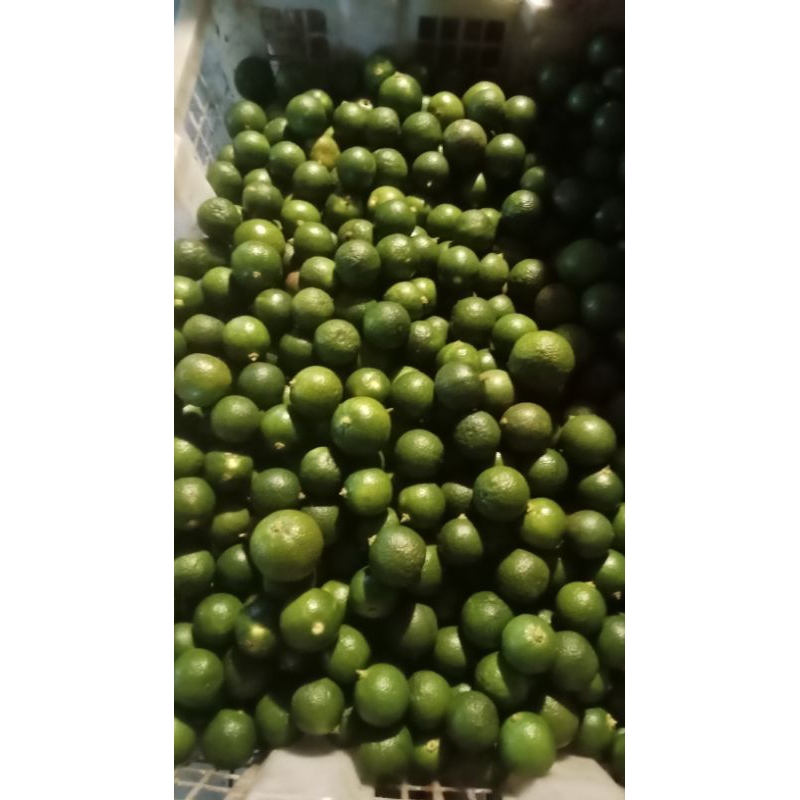 Jual jeruk cui/sonkit/jeruk Pontianak 5kg | Shopee Indonesia