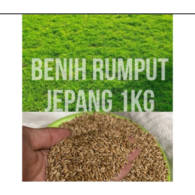 Jual Benih rumput Jepang 1kg | Shopee Indonesia