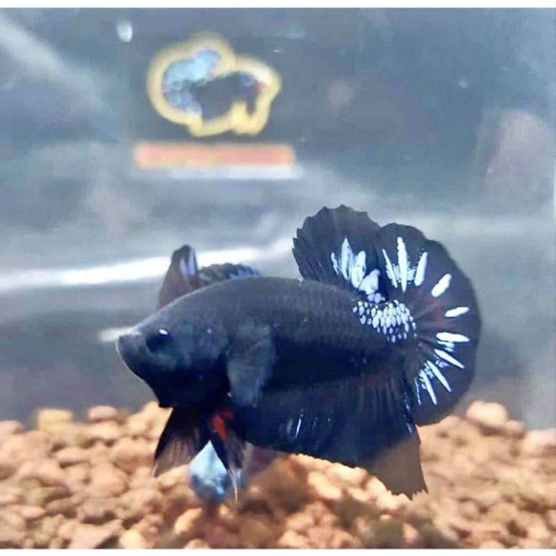 Jual cupang bagan (blackking) | Shopee Indonesia