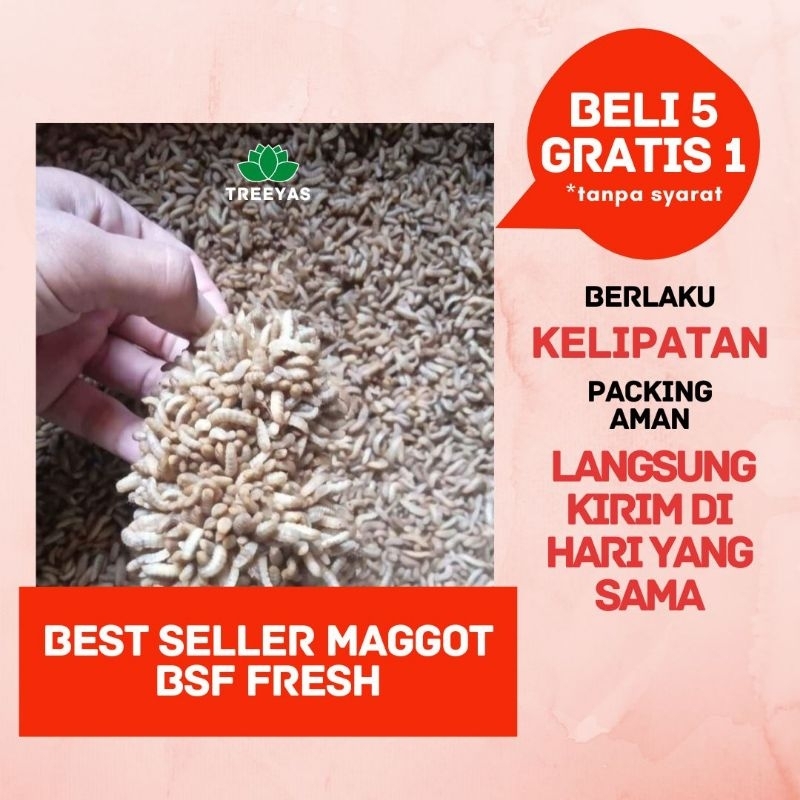 Jual Treeyas Magot Bsf Maggot Fresh Premium Pakan Ikan Unggas Burung ...