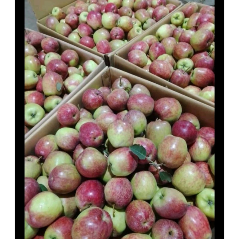 Jual apel ana 500gr JATIMJATENGBALI | Shopee Indonesia