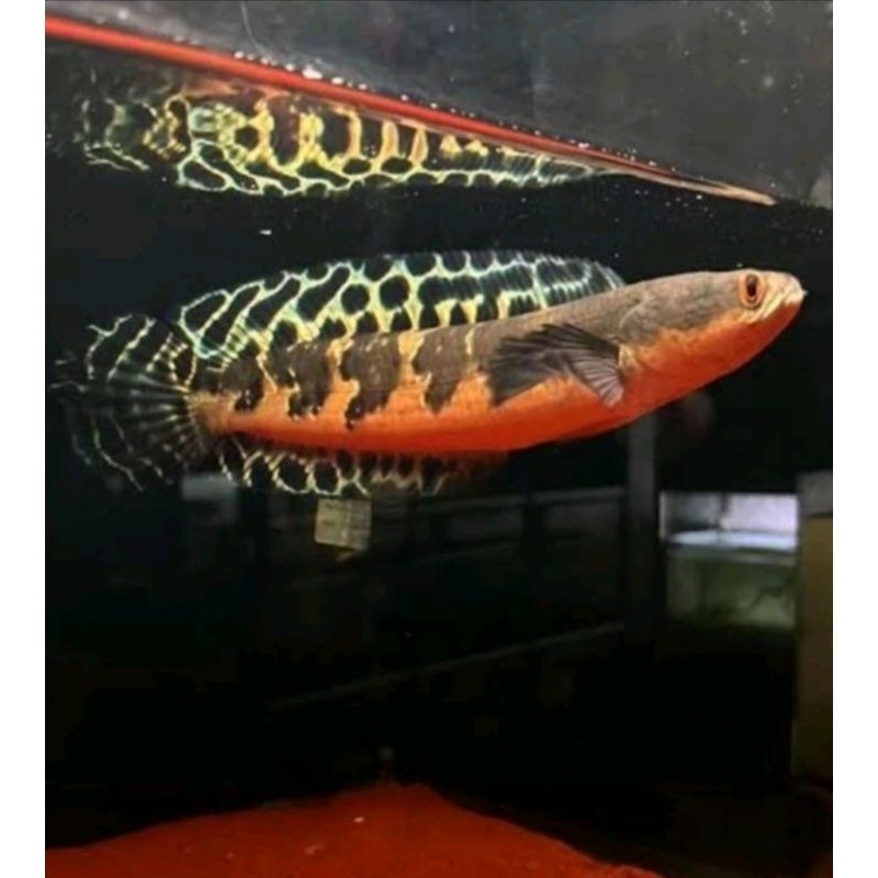 Jual GARANSI!!maru ys SIMET LABEL BATIK 15-25cm kualitas kontes/yellow ...