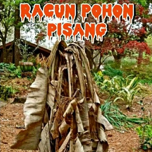 Jual Racun PISANG LIAR AMPUH, Mati sampe Tunas Akar2nya, (KAPAS ...