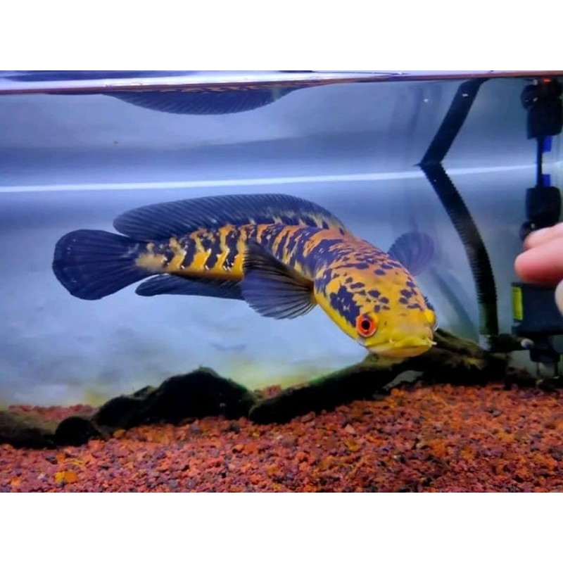 Jual maru yellow sentarum 20-25cm kualitas++ | Shopee Indonesia