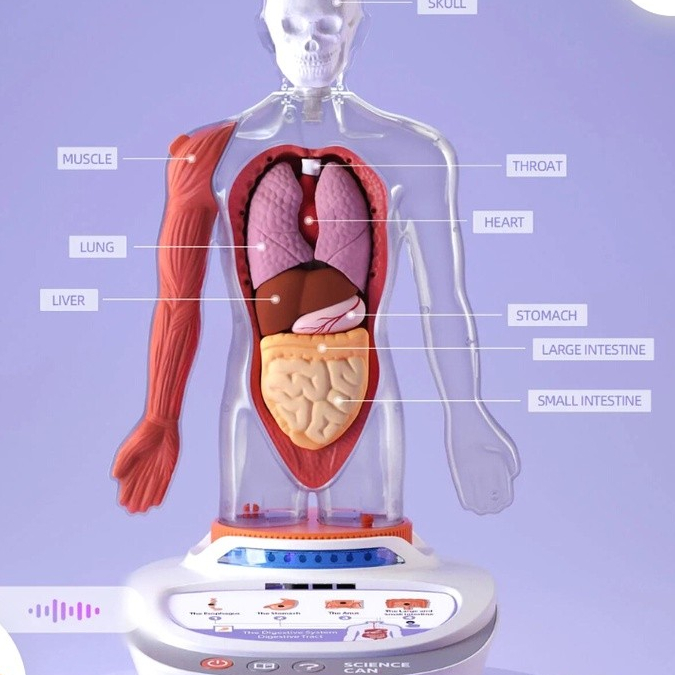 Jual SCIENCE CAN Human Body Anatomy My Body Voice Pedia Anatomi Tubuh ...