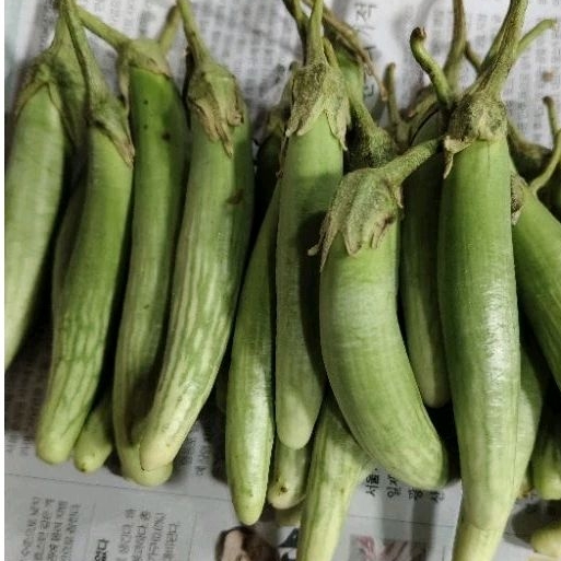 Jual Terong Telunjuk Khas Medan / Terong Telunjuk Segar | Shopee Indonesia